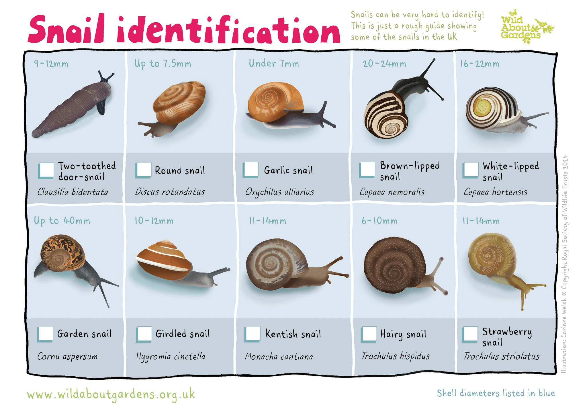 Snail Identification – Trevillett Mill and Cottages